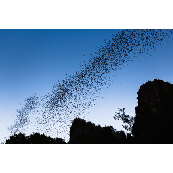 Alpen Home Bats Forage by Patpitchaya - Wrapped Canvas Photograph ...